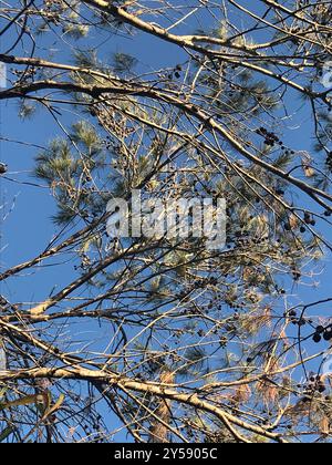 Black sheoak (Allocasuarina littoralis) Plantae Stock Photo - Alamy