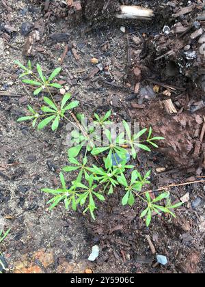 green carpetweed (Mollugo verticillata) Plantae Stock Photo - Alamy
