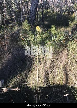 Wallum Bottlebrush (Melaleuca pachyphylla) Plantae Stock Photo - Alamy