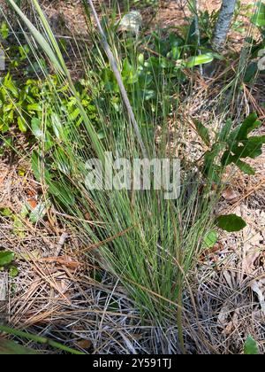 Wire grass (Aristida stricta) Plantae Stock Photo - Alamy