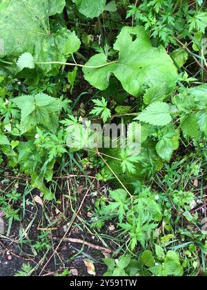 Siberian Crane's-bill (Geranium sibiricum) Plantae Stock Photo - Alamy