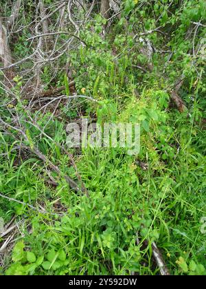 Wood Barley (Hordelymus europaeus) Plantae Stock Photo - Alamy