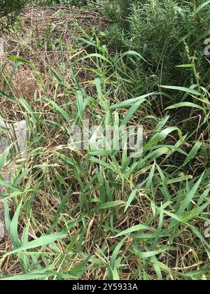 Browntop Signalgrass (Urochloa fusca) Plantae Stock Photo - Alamy