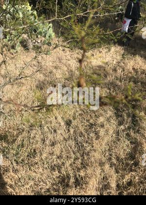 Acacias, Mimosas, mesquites, and allies (Mimosoideae) Plantae Stock ...