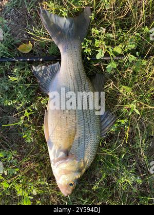 White Bass (Morone chrysops), Actinopterygii, Kerrville Lake, Kerrville ...