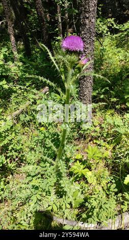 dwarf thistle (Cirsium drummondii) Plantae Stock Photo - Alamy
