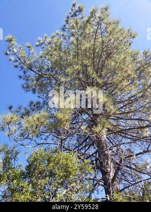 Coulter pine (Pinus coulteri) Plantae Stock Photo - Alamy