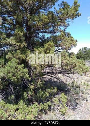 western juniper (Juniperus occidentalis) Plantae Stock Photo - Alamy
