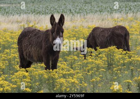 Two Poitou donkeys in the pasture Stock Photo - Alamy