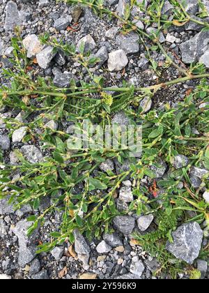 Oval Leaf Knotweed (Polygonum arenastrum) Plantae Stock Photo - Alamy