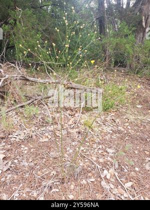 Rock Flax (Linum rupestre), Plantae, Austin, TX, US Stock Photo - Alamy