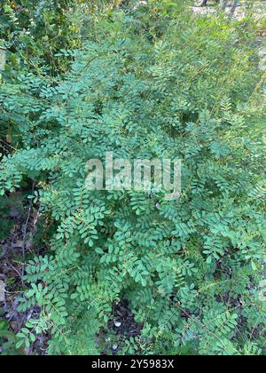 Carolina Indigo (Indigofera caroliniana) Plantae Stock Photo - Alamy