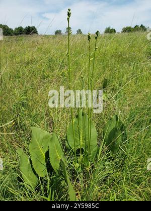 prairie dock (Silphium terebinthinaceum) Plantae Stock Photo - Alamy