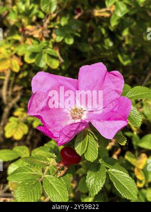 Flowering potato bushes. Potato bush blooming with white flowers Stock ...