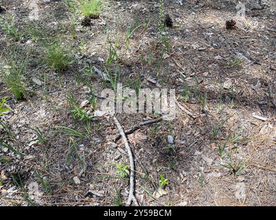 Sandhill Dwarf Iris (Iris verna verna) Plantae Stock Photo - Alamy