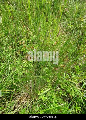 Hard Rush (Juncus inflexus) Plantae Stock Photo - Alamy