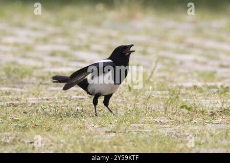 Young magpie begs for food, flapping its wings Stock Photo - Alamy
