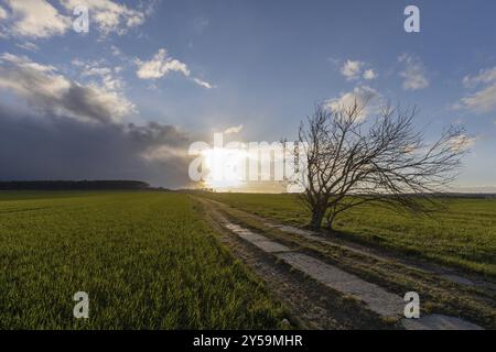 Field Field path with single tree and sunset Stock Photo - Alamy