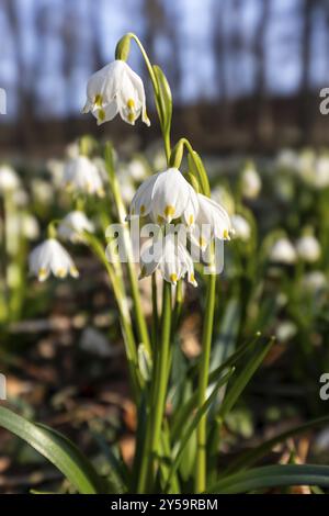 blooming spring snowflakes. first flowers on a forest glade during springtime. Beautiful nature ...