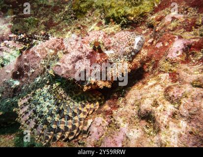 Scorpion fish, Myanmar, Asia Stock Photo - Alamy