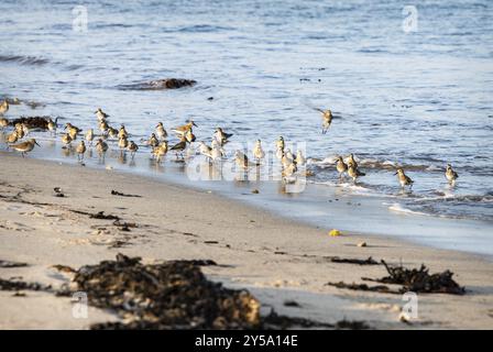 Dunlin feeding on a beach at High Tide Stock Photo - Alamy