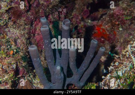 Colonial tube sponge, Callyspongia siphonella, Callyspongiidae, Watamu ...