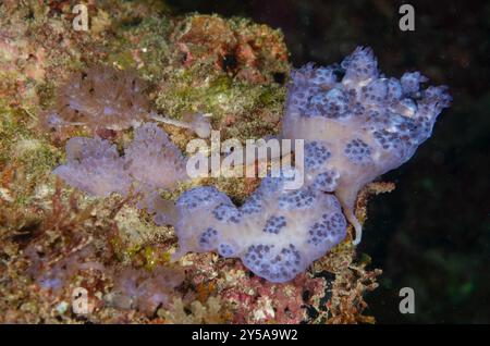 Colonial anemone, Amphiantus sp., Hormatiidae, Watamu Marine National ...