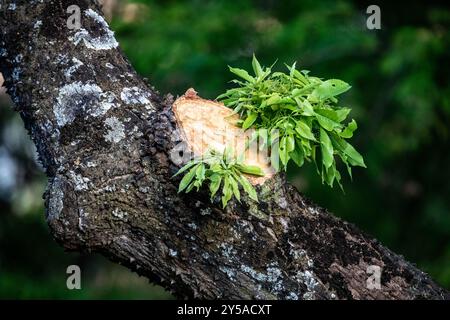 Tree branch sawn off and sprouting new green shoots Stock Photo - Alamy