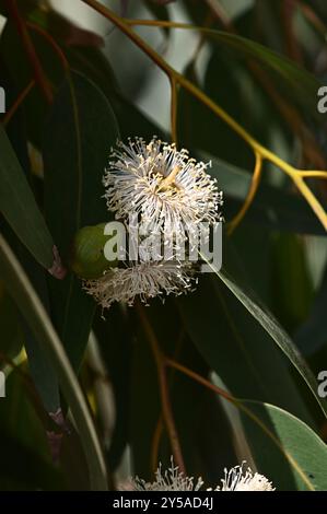 Yellow flowering gum tree blossom Stock Photo - Alamy
