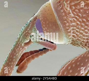 Weevil, coloured scanning electron micrograph (SEM). Weevils ...