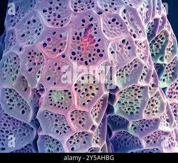 Basil pollen grain detail. Coloured scanning electron micrograph (SEM ...