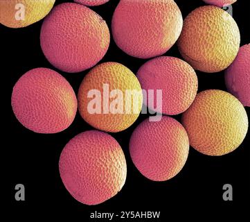 Black mustard seed. Coloured scanning electron micrograph (SEM) of a ...