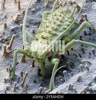 Aphid. Coloured scanning electron micrograph (SEM) of an aphid (family ...