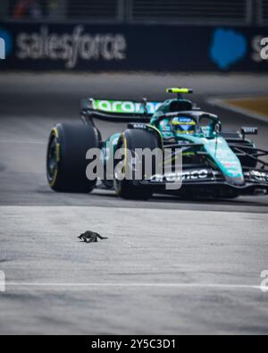Singapore. 21st Sept 2024. Lizard on track, piste, marshall ...