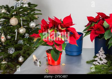 Transplanting Poinsettia Christmas Flowers into red and green pots ...