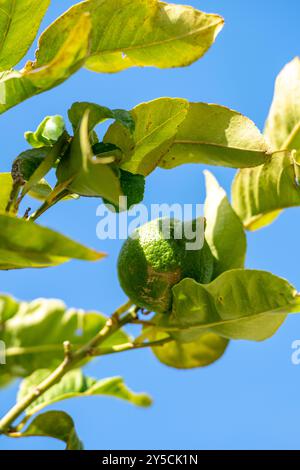 Lemons ripening on the tree on the Greek island of Evia Stock Photo - Alamy
