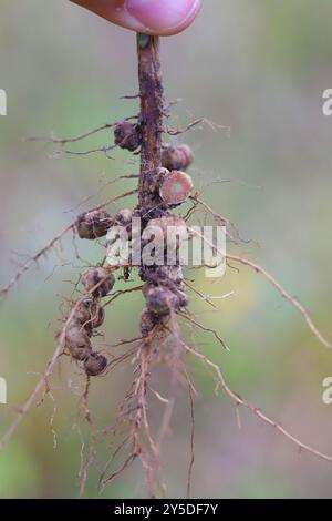Nodules of soybean roots. Atmospheric nitrogen-fixing bacteria live ...