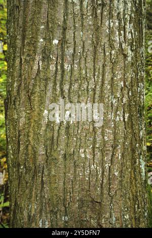 Tilia platyphyllos bark Stock Photo - Alamy