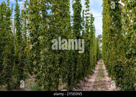 Huge hops plantation under the blue summer sky. Alcohol agriculture ...