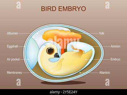Egg anatomy. Structure of bird egg. Isometric flat illustration. Vector ...