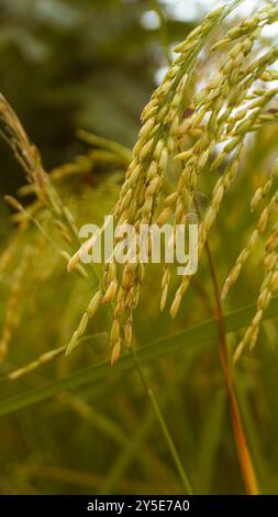 Golden rice fields. Closeup photo of ripe rice. improved rice. Vast ...