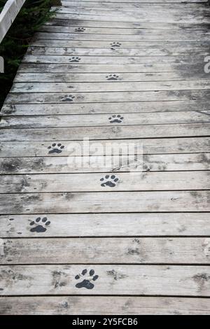 Lynx tracks painted on the wooden boardwalk at Salmonier Nature Park on ...