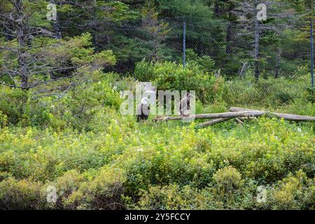 Bald eagle couple at Salmonier Nature Park on NL 90 in Holyrood ...