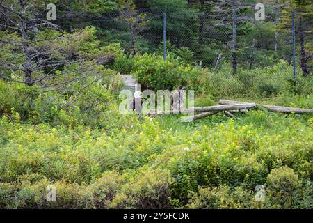 Bald eagle couple at Salmonier Nature Park on NL 90 in Holyrood ...