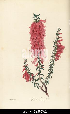 Common Heath (Epacris Impressa) is the floral emblem of the state of ...