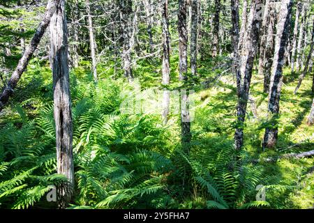 Sword ferns growing at Salmonier Nature Park on NL 90 in Holyrood ...