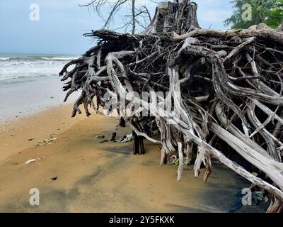 A tree stump is currently laying on the beach close to the ocean Stock ...