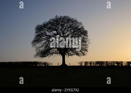 The silhouette of large trees backlit in the golden light of late ...
