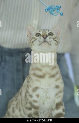 HANGZHOU, CHINA - SEPTEMBER 22, 2024 - Purebred cats compete at the ...