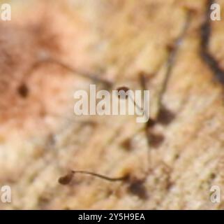 (Comatricha nigra) Protozoa Stock Photo - Alamy